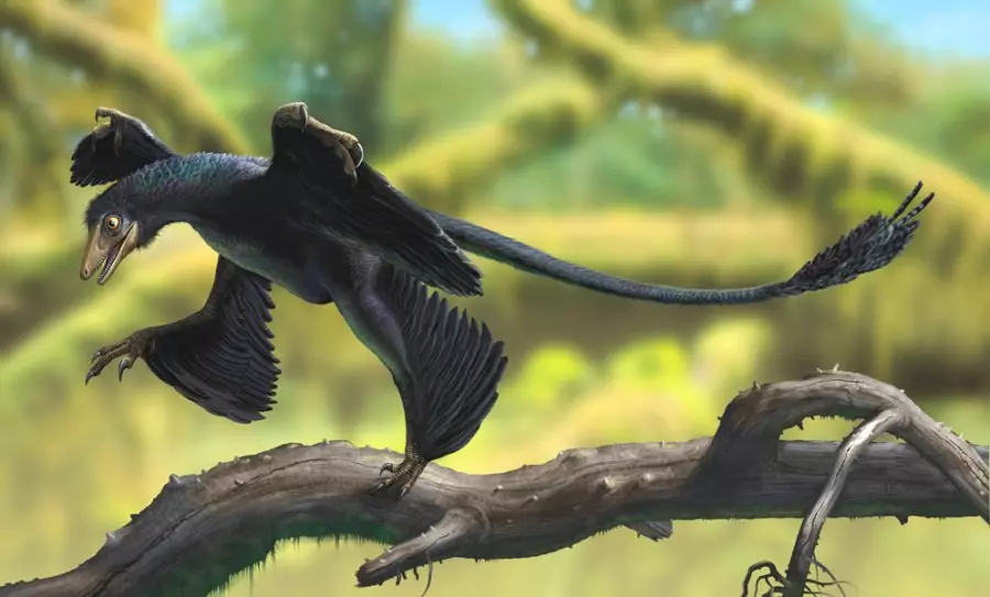 Četiri Wings Dinosaur