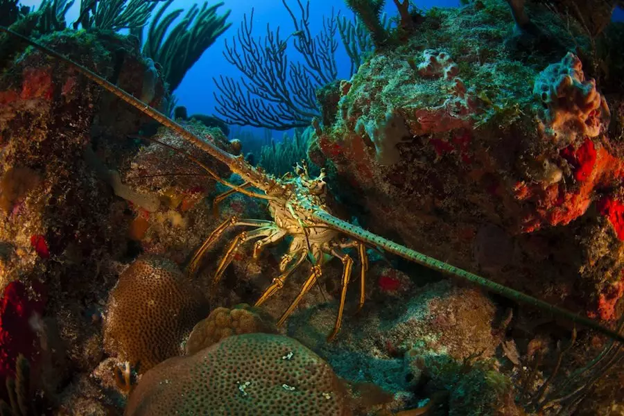 Exposition de photos "Peintures du monde sous-marin" à Samara