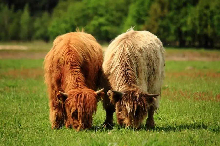 Di Switzerland, lembu dilengkapi penerima GPS