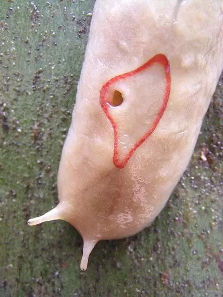 Slugs roses géants trouvés en Australie