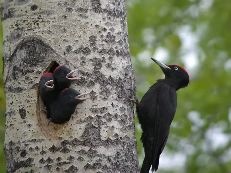 Rare birds sing in Moscow