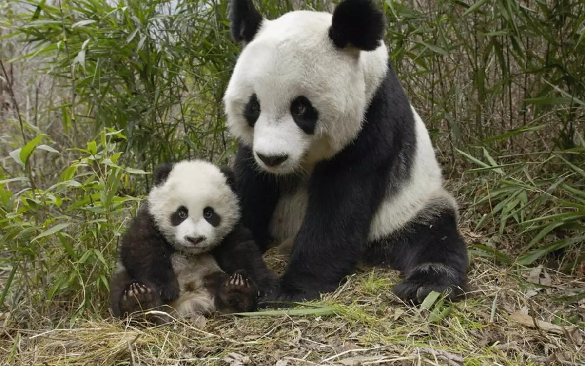 En China, la primera panda nació este año.