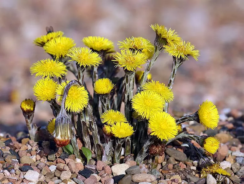 Coltsfoot : 흥미로운 사실