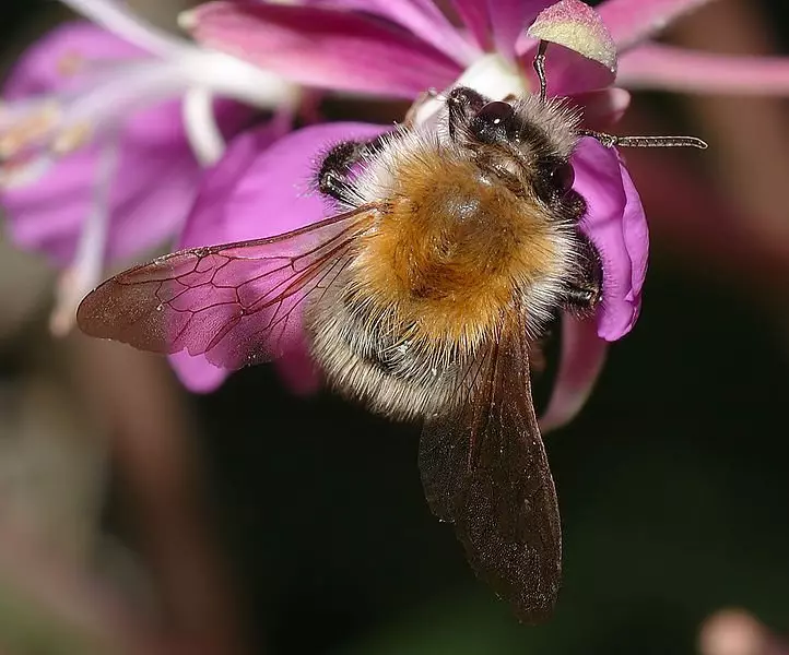 शास्त्रज्ञांच्या फुले निष्ठा वर bumblebees अनुभव