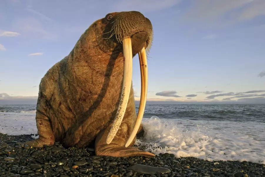 Eröffnung der Fotoausstellung von Sergei Gorshkov "Wrangel Island. Oase im Eis "