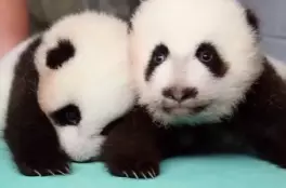 Pandas recentemente nado Pode escoller un nome