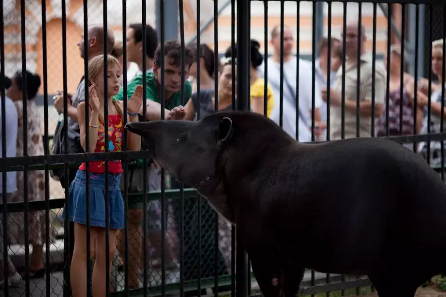 Njegharị na nkuzi na nkuzi - November 16 na Moscow Zoo