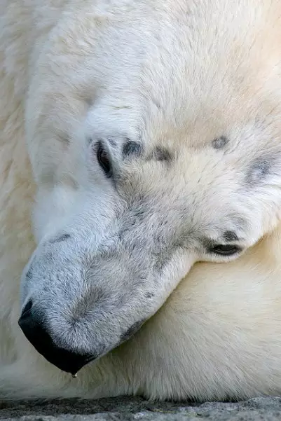 WWF Sammelje hantekeningen om Polar Bears te helpen