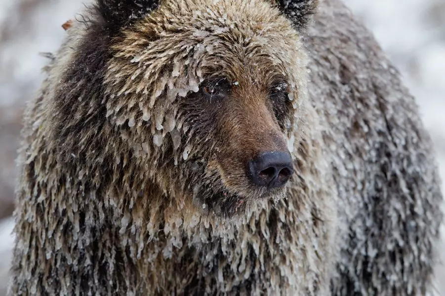 Yukon: Duurjoogta Galbeedka Kanada