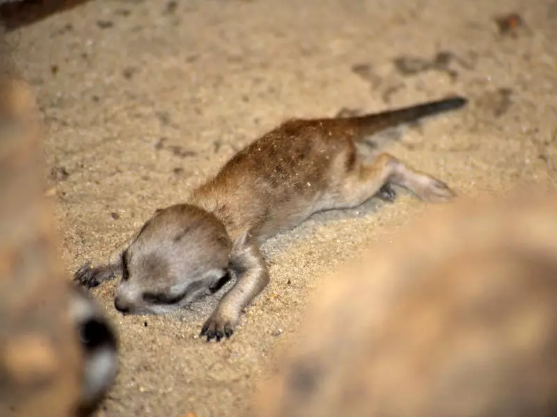 A mazaunan Moscow Zoo zo da aure kakar