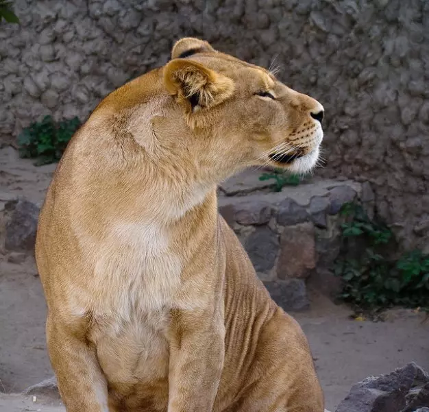 Kharkov zoo yana buƙatar taimako