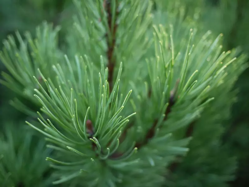 Osisi paini mechara bụrụ ezigbo mmiri mmiri