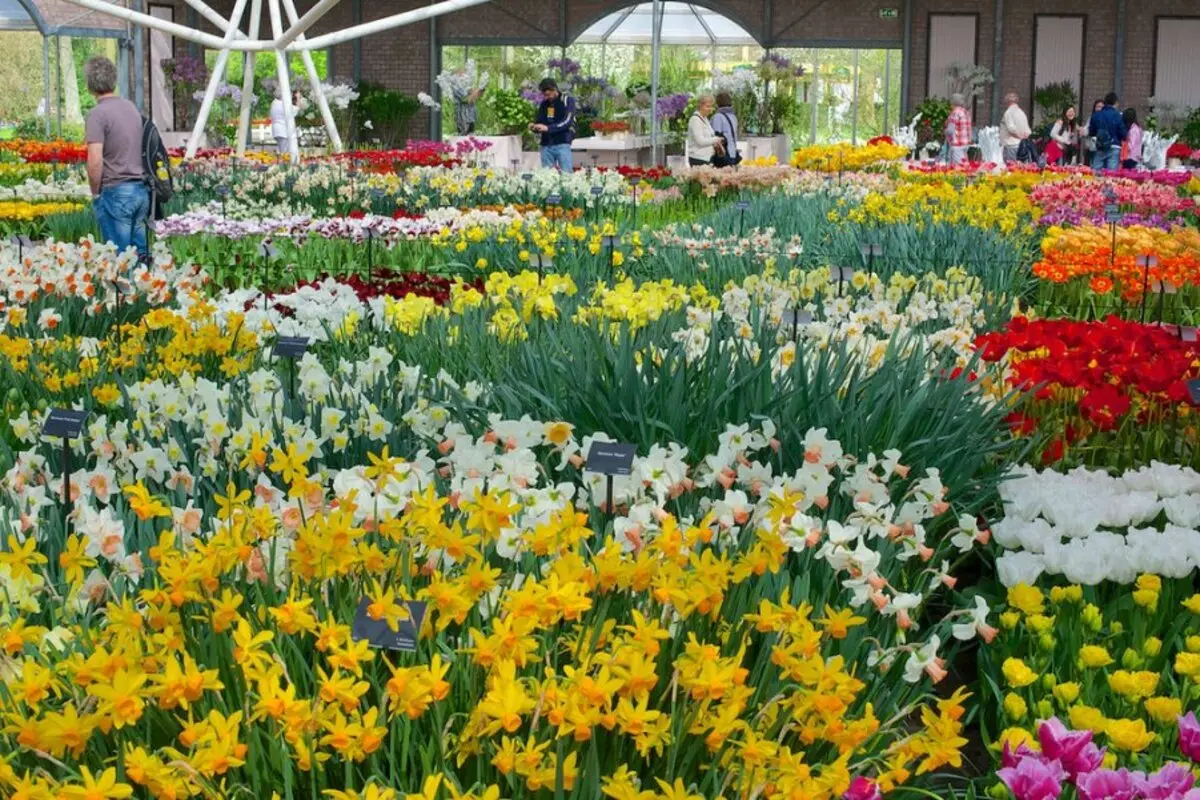 EHolland, isikhathi sama-tulips senzeka