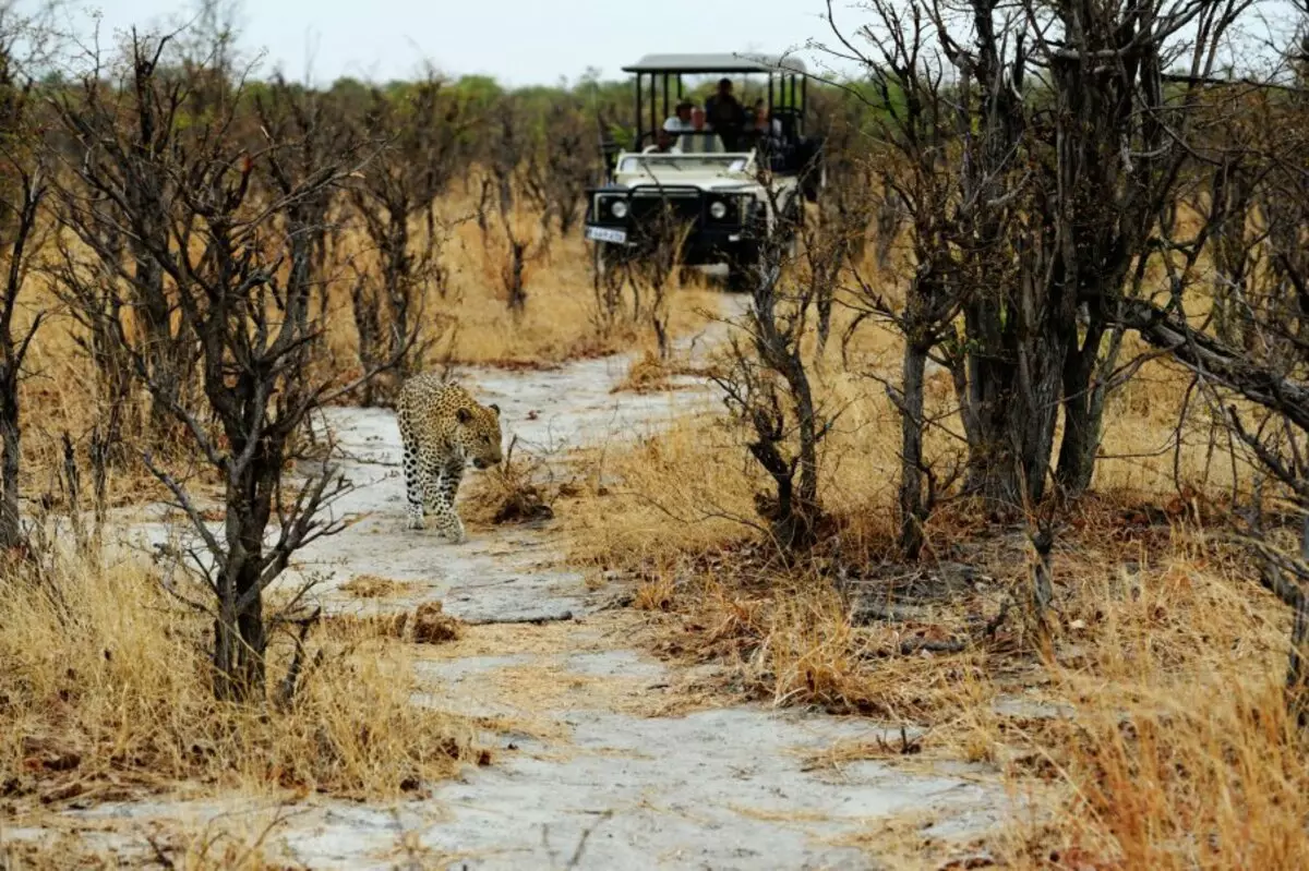 Şirkət Afrika safari turları ilə Tourboss dəvət