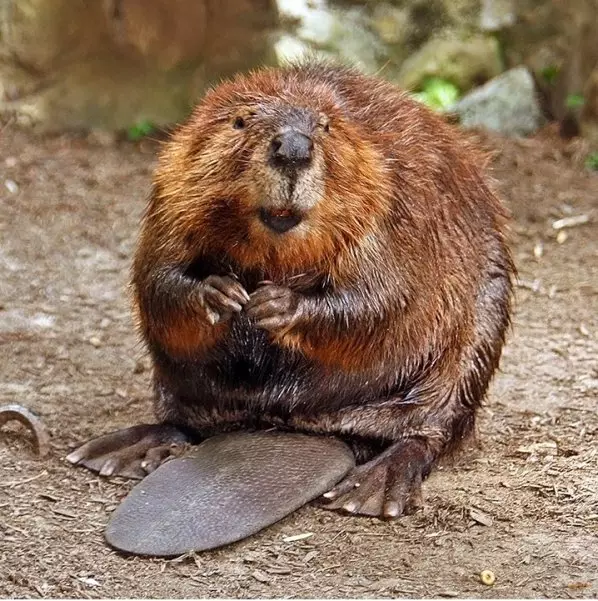 Beavers mgħarrqa irħula Karelian