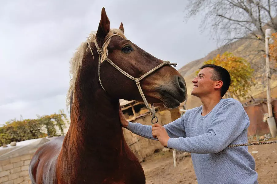 paardenjpg.