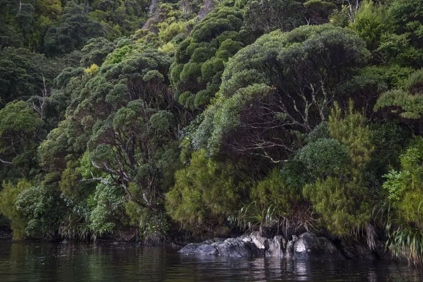 New Zealand: Kucing Hutan