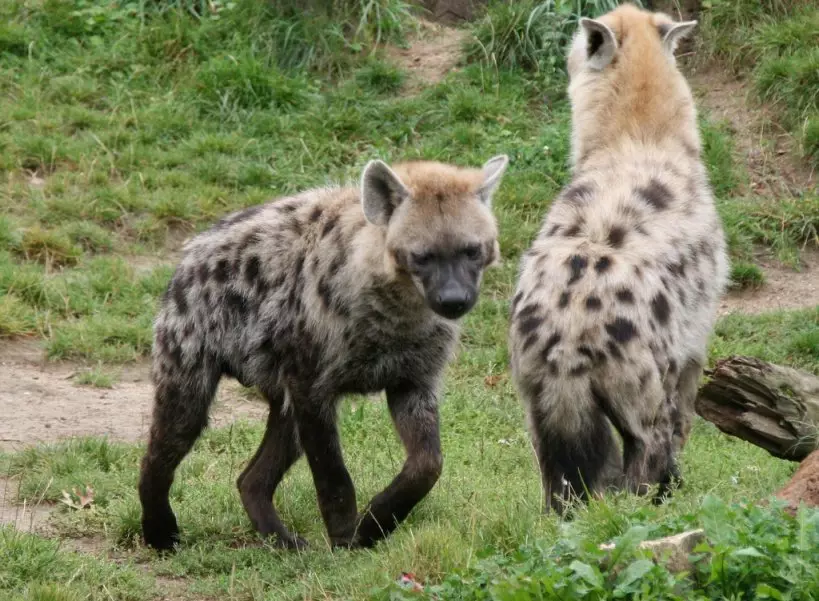 Den japanske zoo ventede på afkom fra to hyien hanner