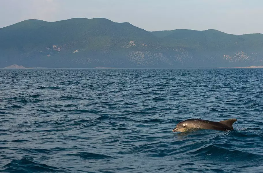 Fotolelegaasje oer Dolphin