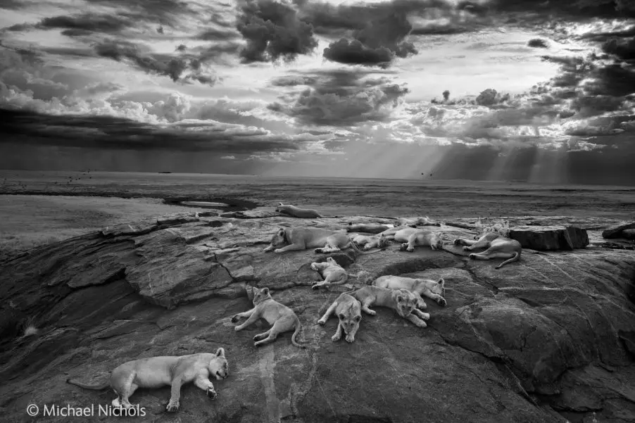 Gagnants menés du photographe du concours de la faune de l'année 2014