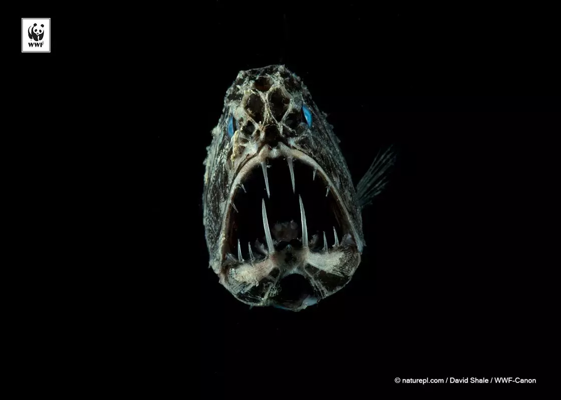 Halloween: 13 dos animais mais terríveis de acordo com o WWF