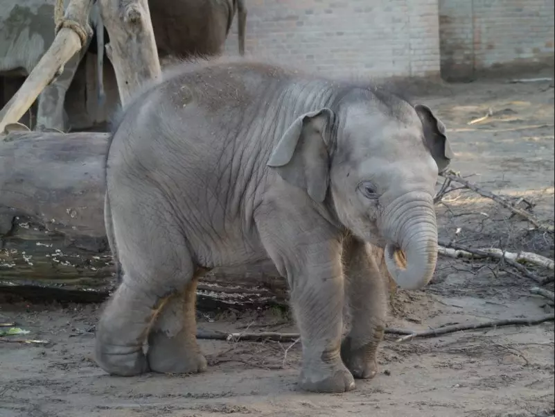 Musée des éléphants sera ouvert à Moscou