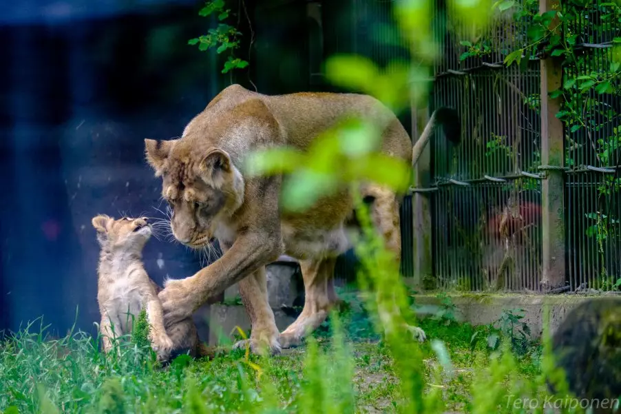 Finlandisht Zoo kërkon të dalë me një emër për Lion