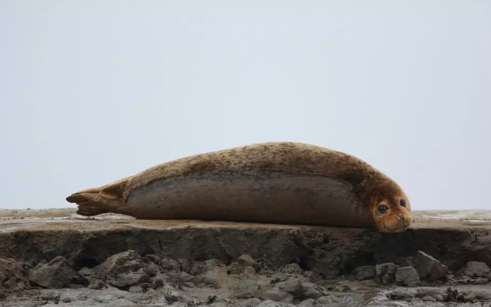 Ang lagda ay nakolekta laban sa pagpapadala ng mga seal sa mga halaman sa pagproseso ng karne