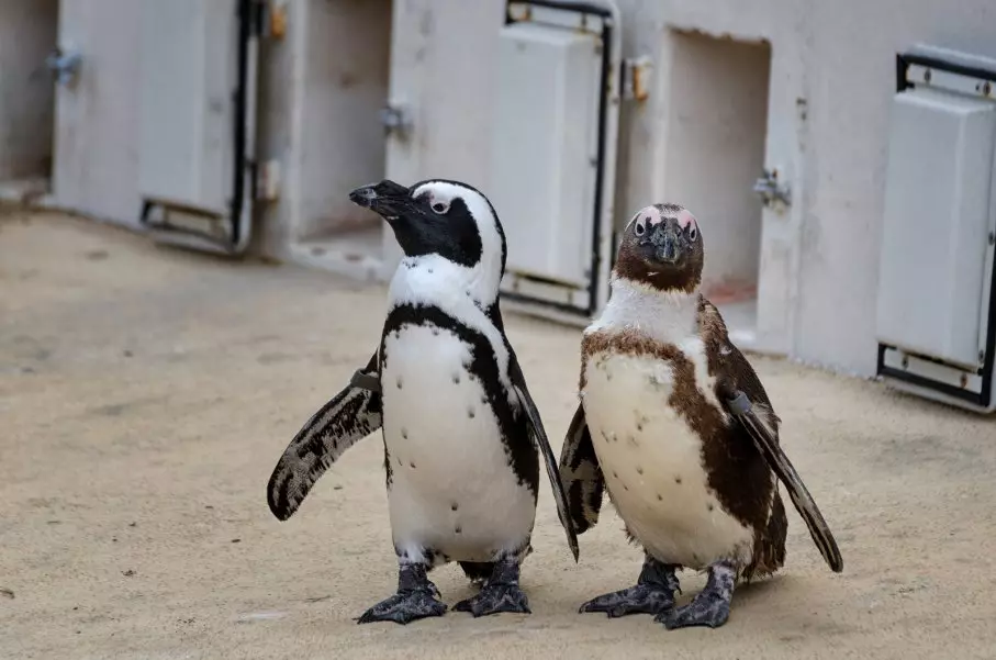 Najstarejši Penguin na svetu se obravnava od raka