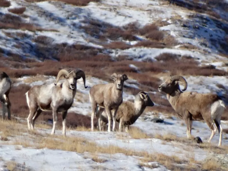 Numri i rams malore në rajonin Altai-Sayan është në rritje të vazhdueshme