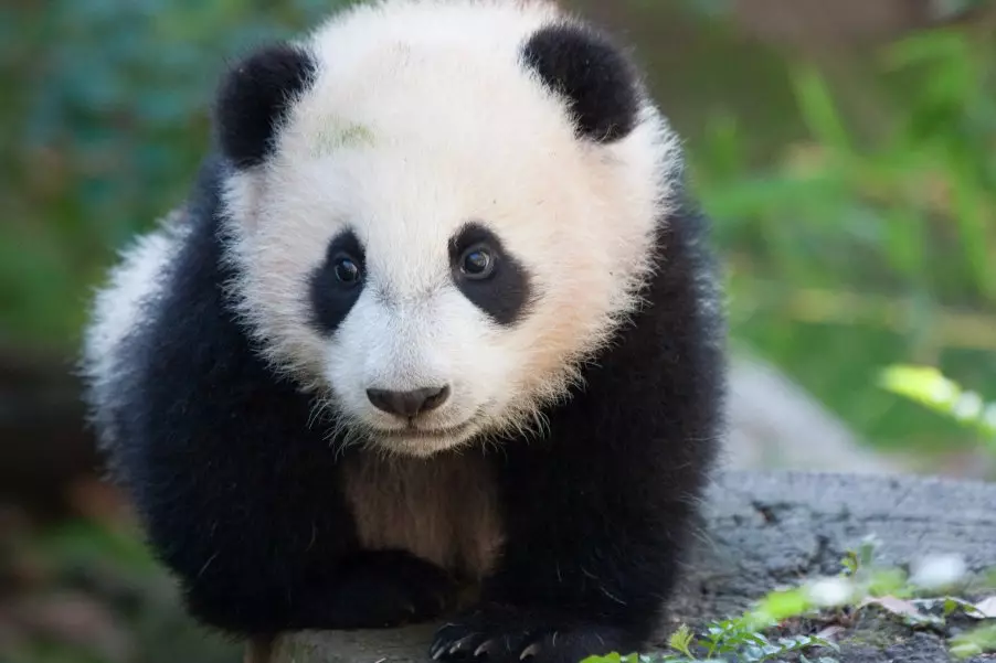 Die aantal pandas kan twee keer verminder