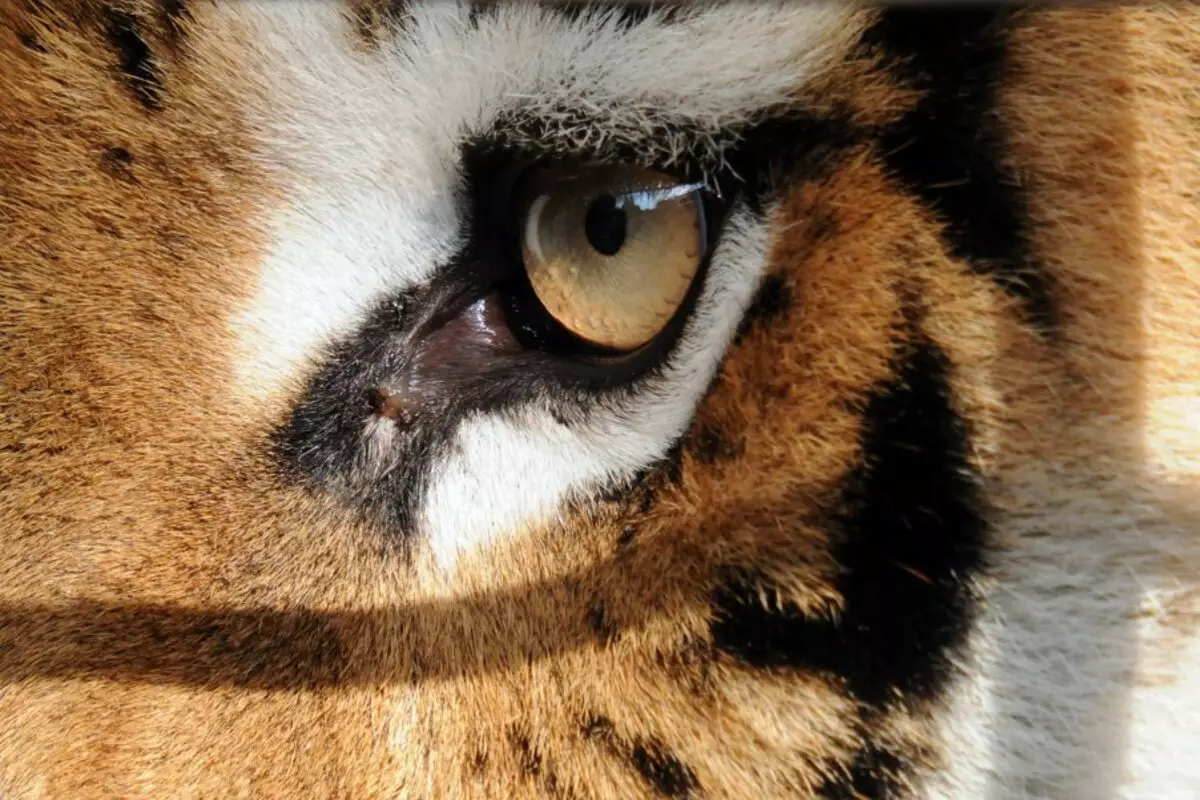WWF kryen mbledhjen emergjente të fondeve për të shpëtuar tigërin Amur