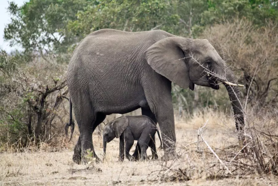 Environmentalists txwv tsis pub ua lag luam