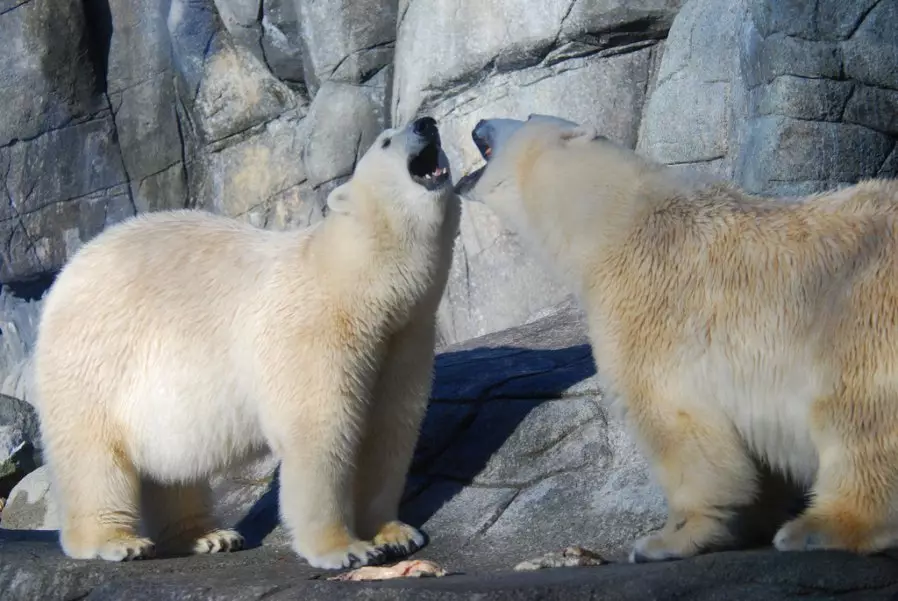 Gemikaliën skea it genitale bearsysteem