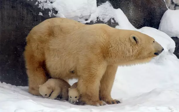 White bearings go to walk in the Moscow Zoo