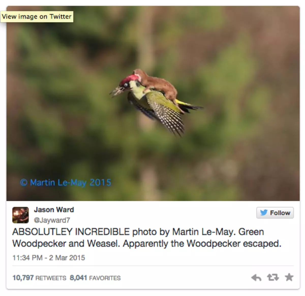 El fotógrafo amateur eliminó el vuelo del día con caricia.