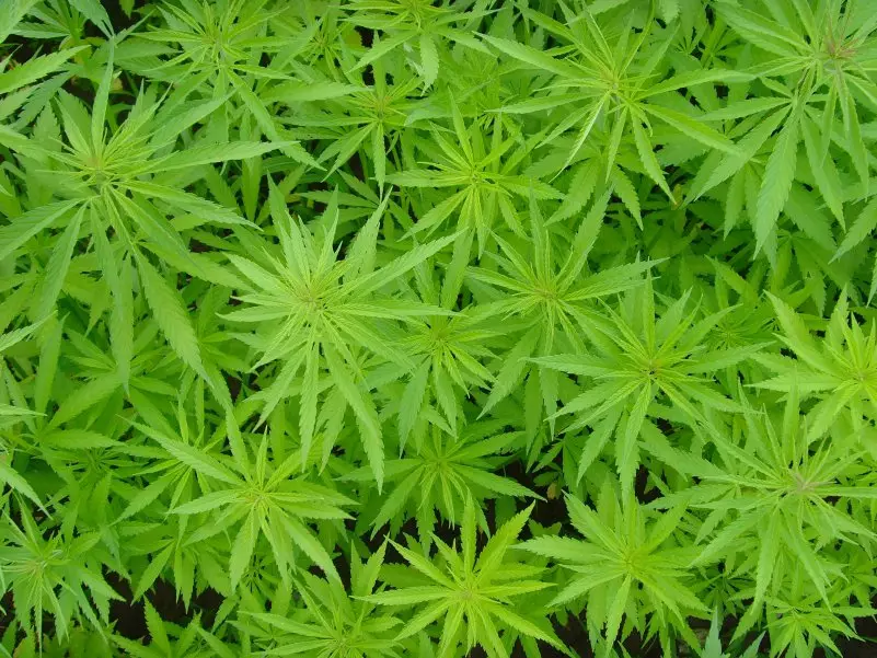 I-Marijuana kunye ne-tetite: iimpuku ziyayazi yonke into