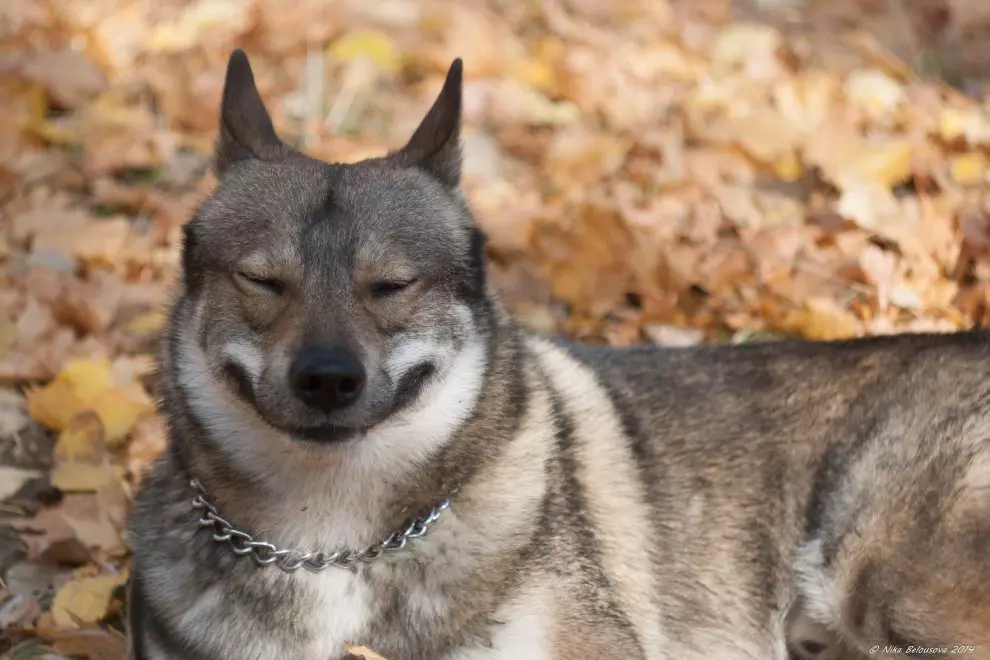 Orang Cina tidak lagi ingin makan anjing