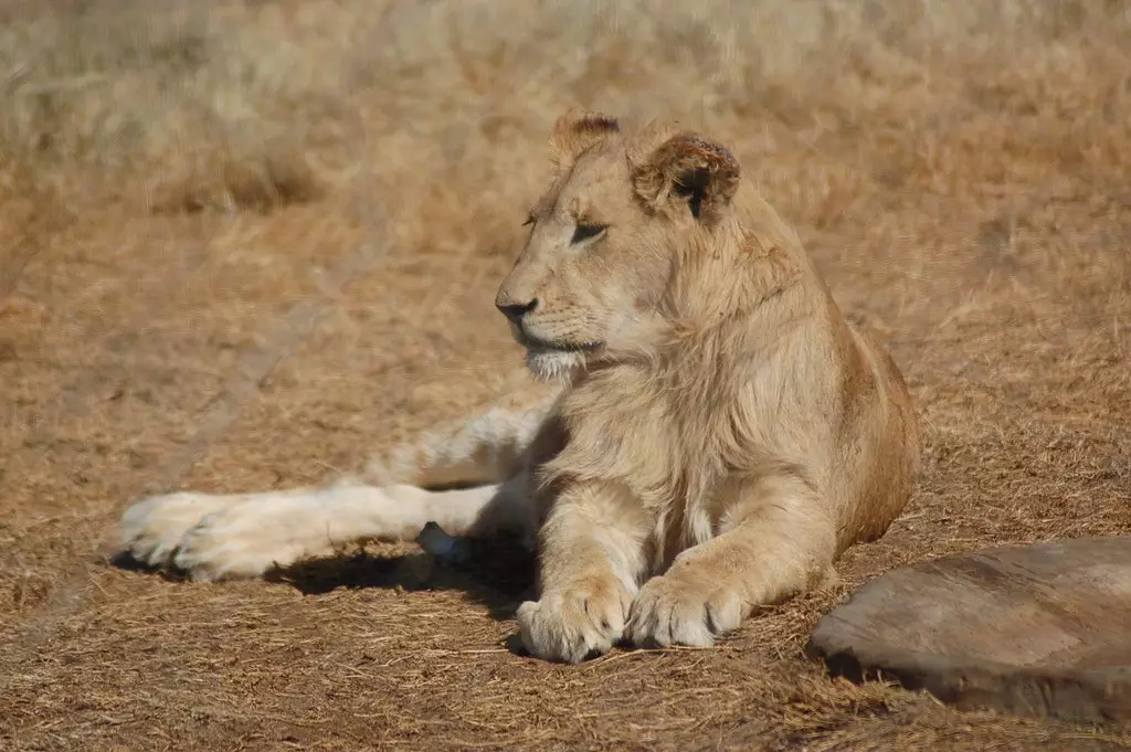 Levgled turista americano in Sud Africa