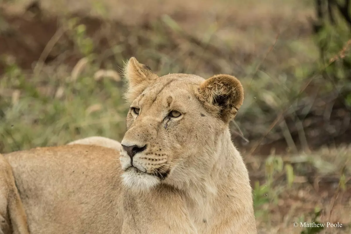 Lions returned to Rwanda for the first time since the genocide of 1994