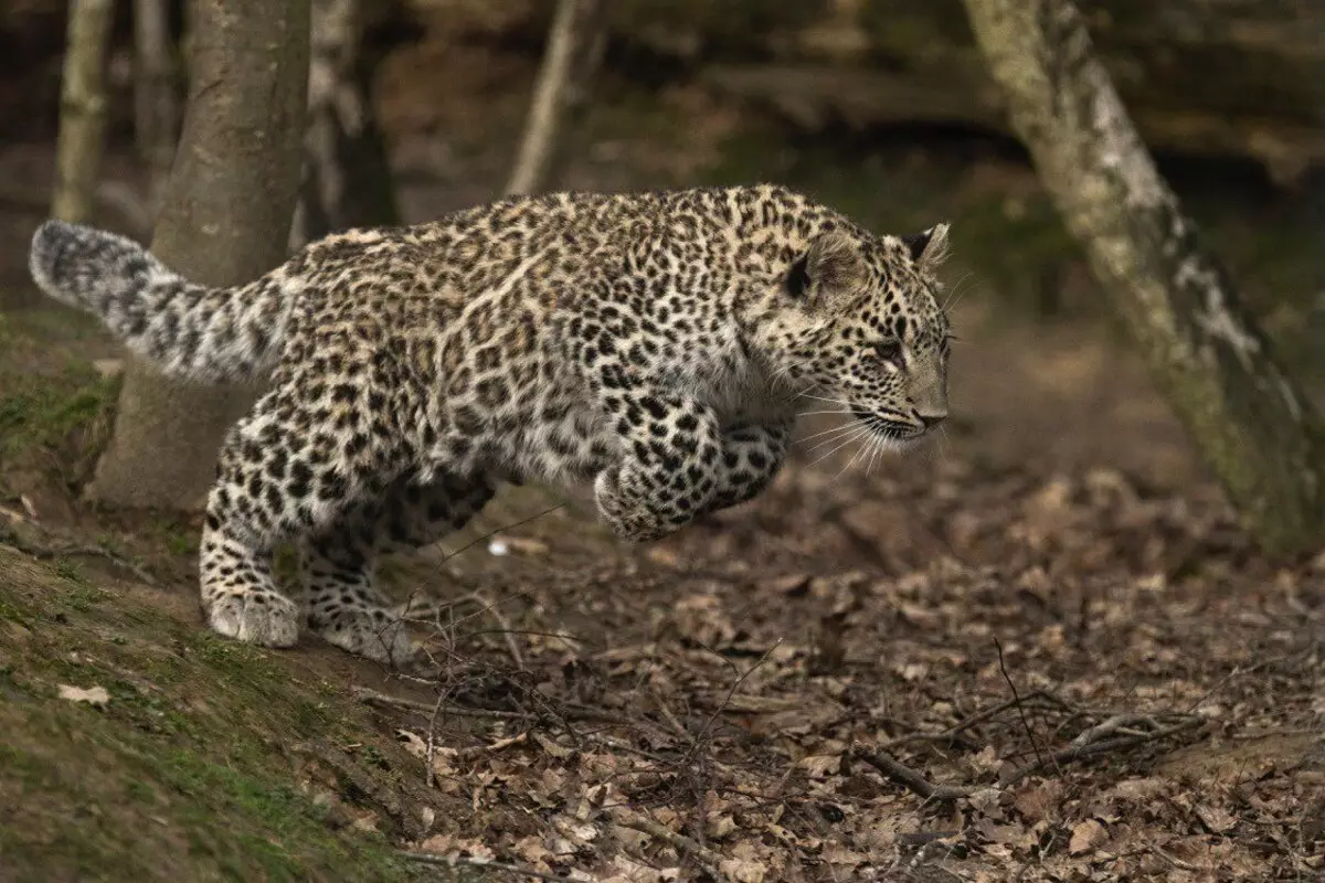 Den nya leoparden kommer att visas i Sochi National Park