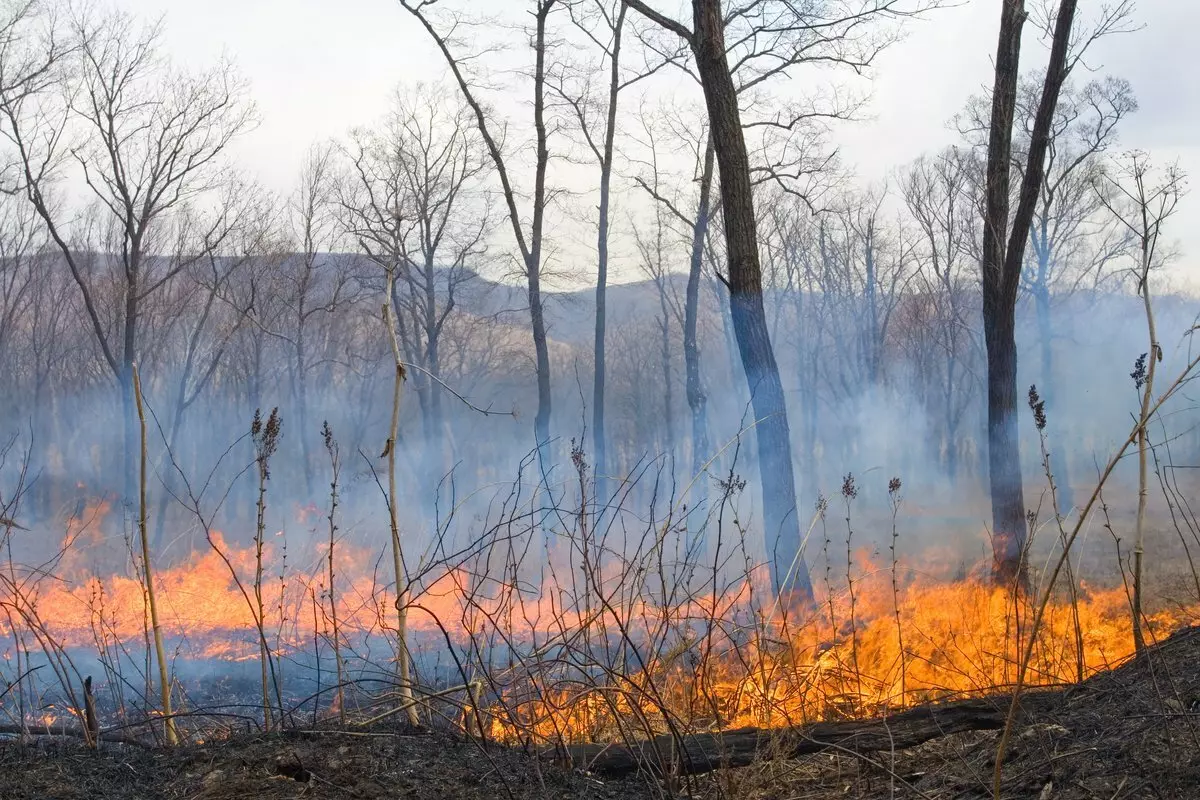 WWF: Nitombo hatramin'ny 450 000 hektara ny sisin'ny afo any Rosia