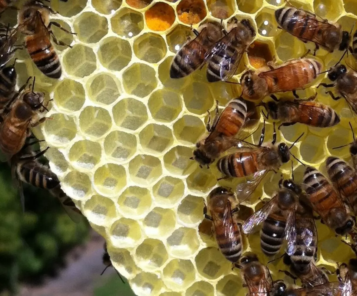 Bees sun zama makamai na manoma na Thai a cikin yaƙin giwayen