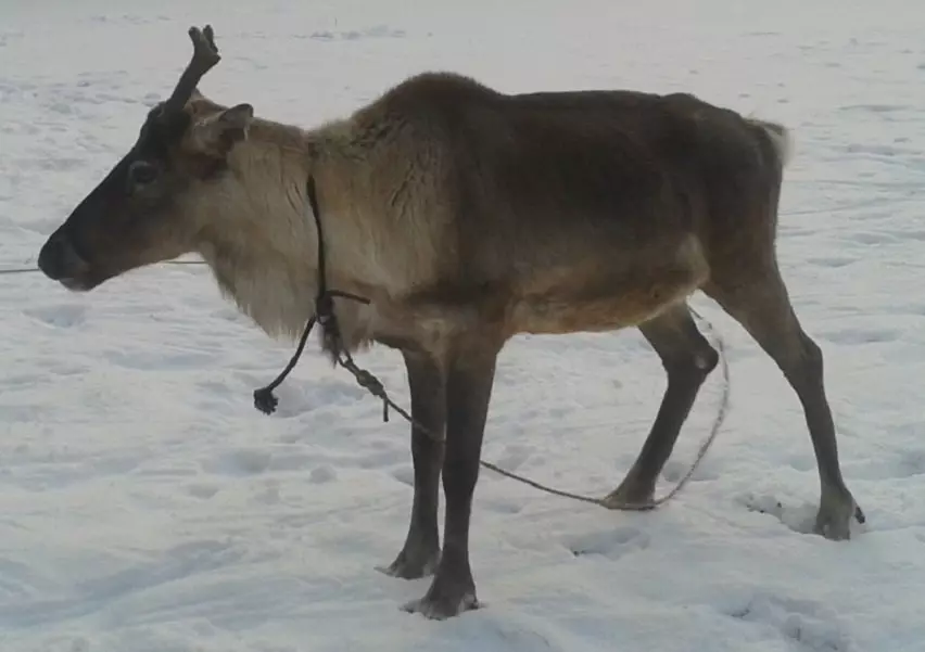 Le père Noël dans les Urals a volé un cerf