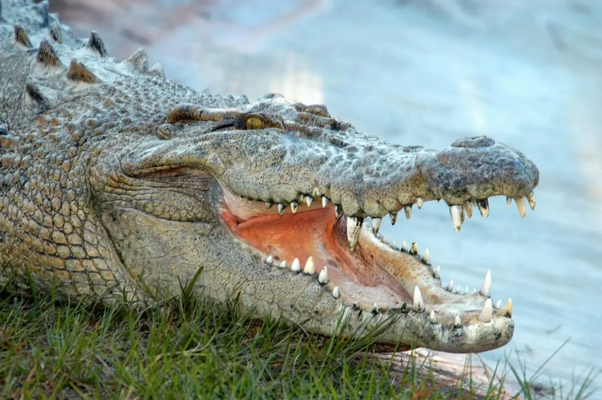 Alligator dia nihinana heloka bevava nandositra ny polisy