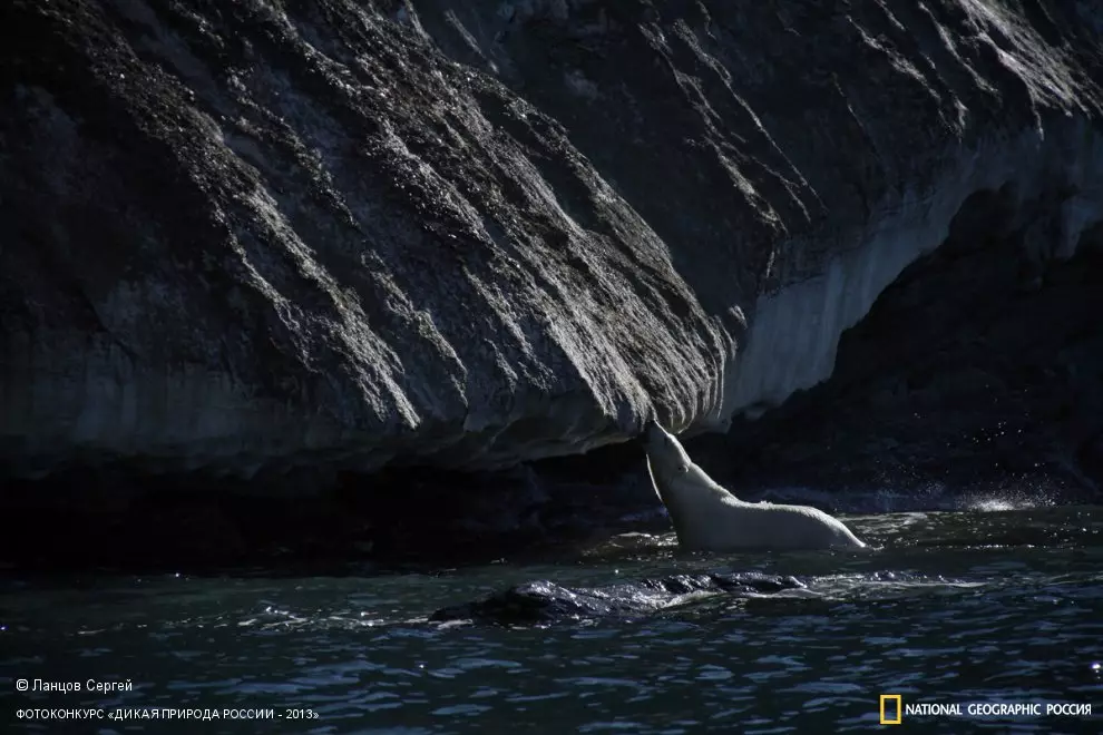 Pagpanalipod sa kaugalingon o mapintas nga paglipay? Unsa ang nahitabo sa isla sa Wrangel