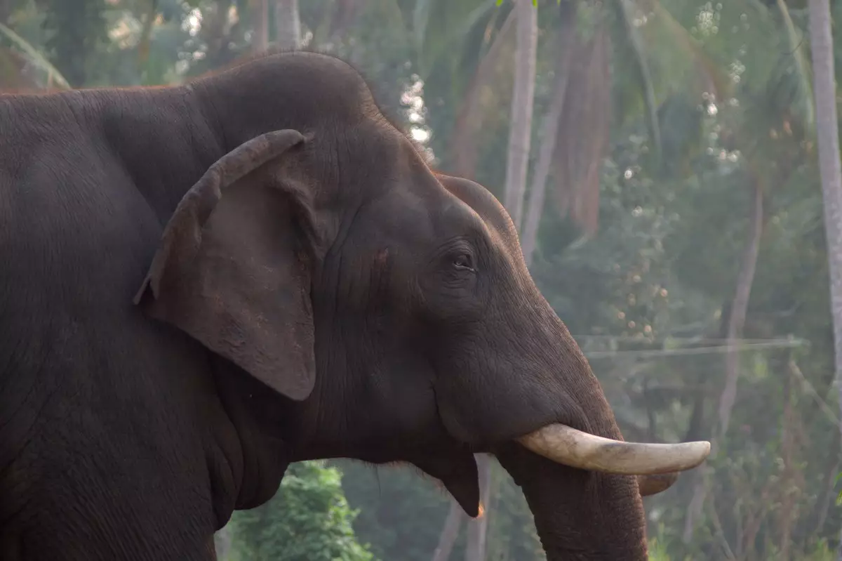 ആനകളുടെ സമീപനത്തെക്കുറിച്ച് ഫോൺ വഴി റിപ്പോർട്ട് ചെയ്യും