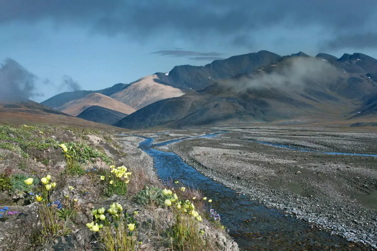 Ang Wrangel Island ay nangangailangan ng tagapag-alaga