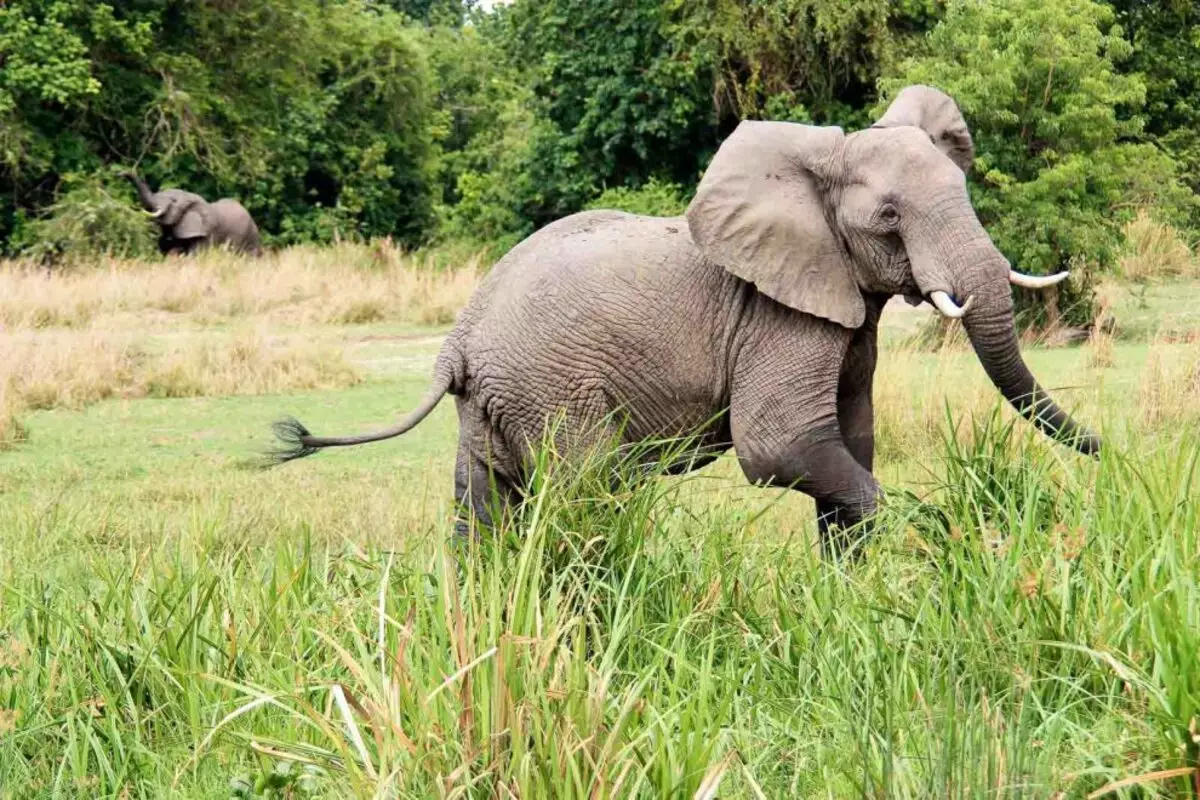 Elephant powódź turysta w Tajlandii