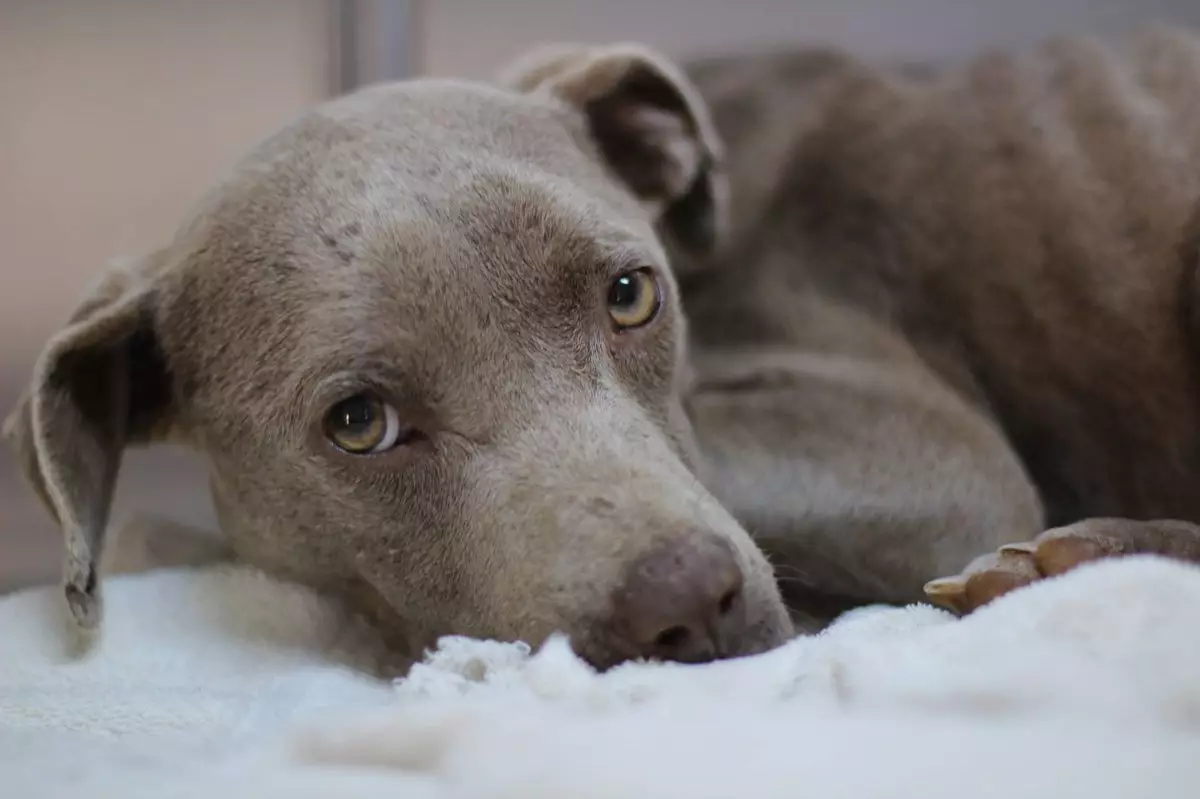 Hazlo cómo yo lo hago. El médico salvó al perro, desayuno con ella en una jaula.